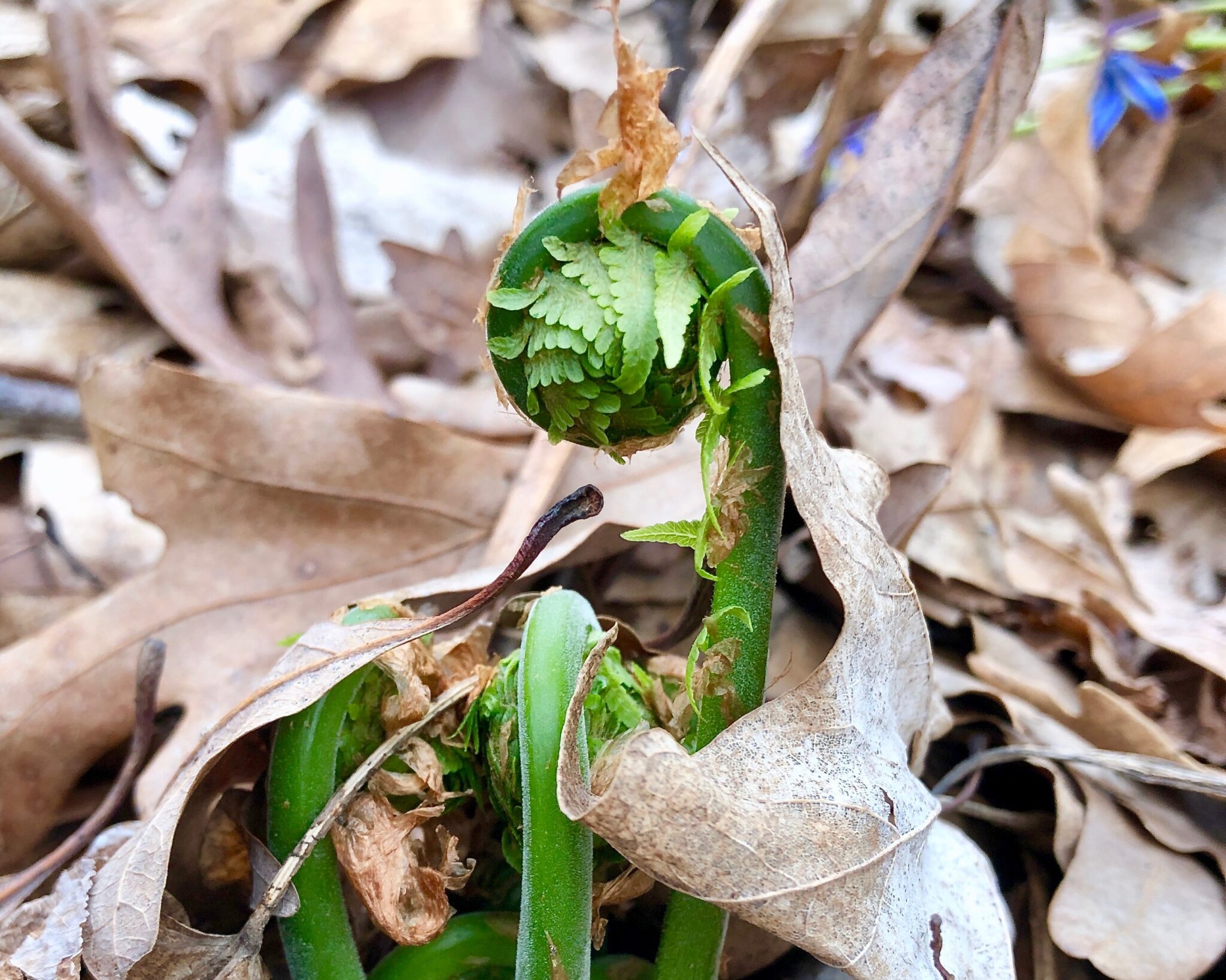 What Does Koru Mean: New Beginnings - Koru Ceremony
