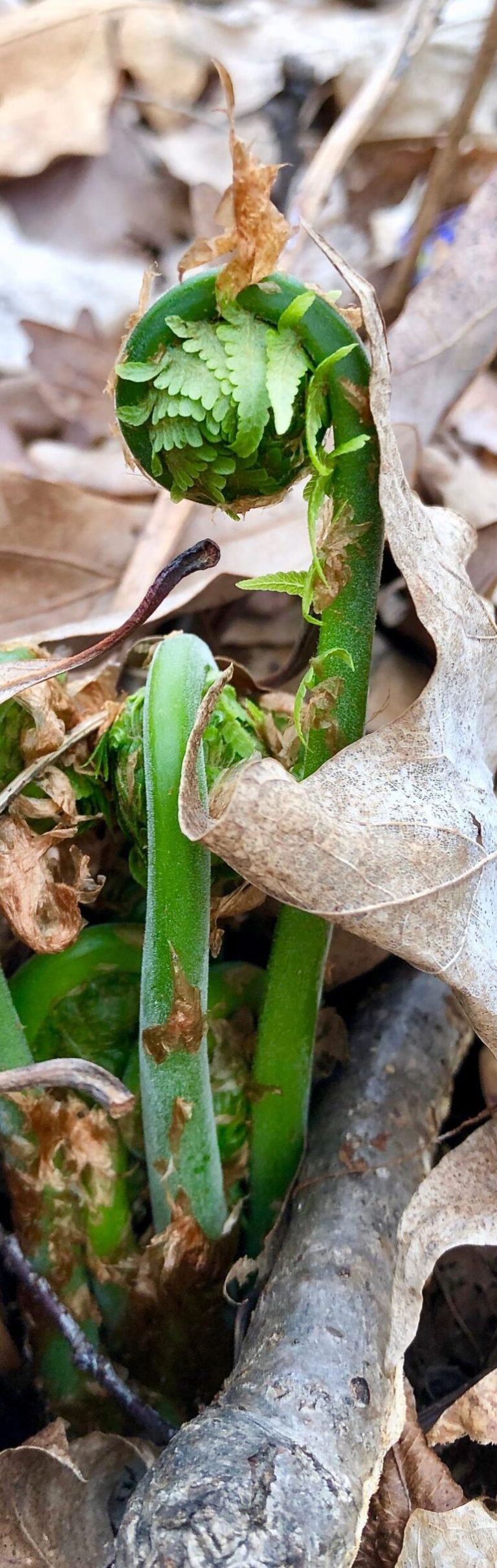 What Does Koru Mean: New Beginnings - Koru Ceremony