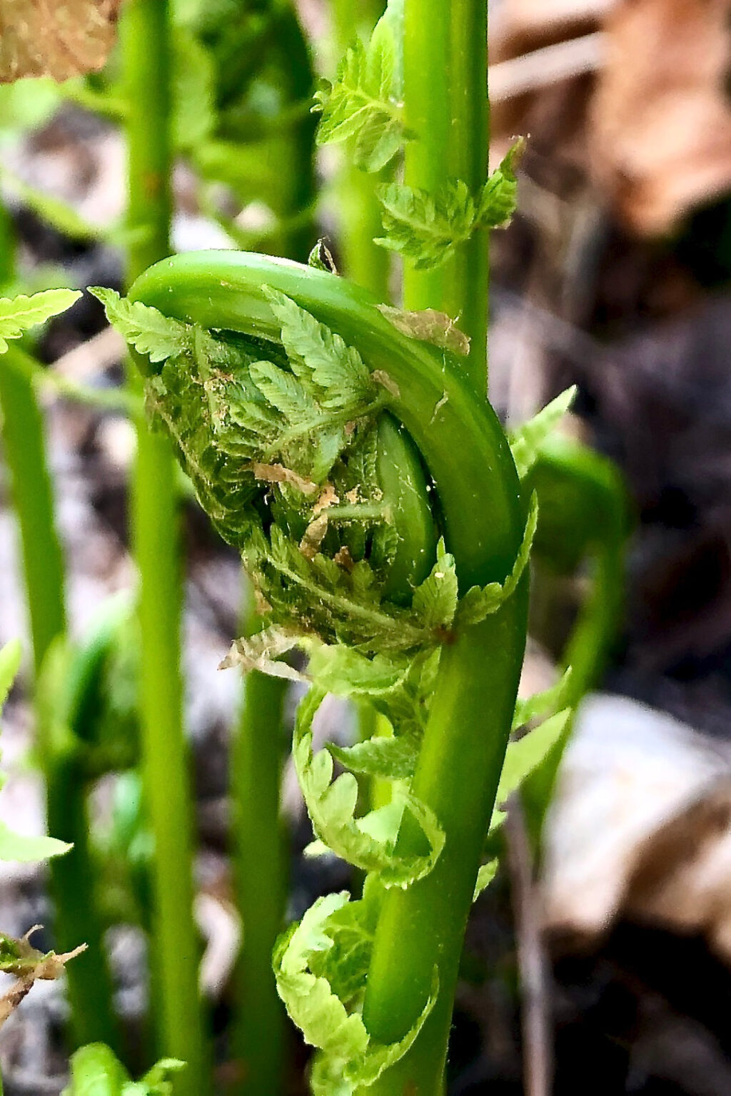Meaning of Koru - Koru Ceremony