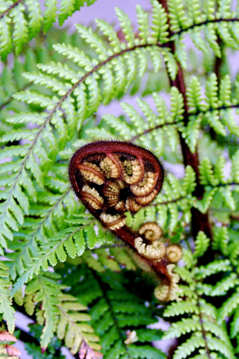 What Does Koru Mean: New Beginnings - Koru Ceremony
